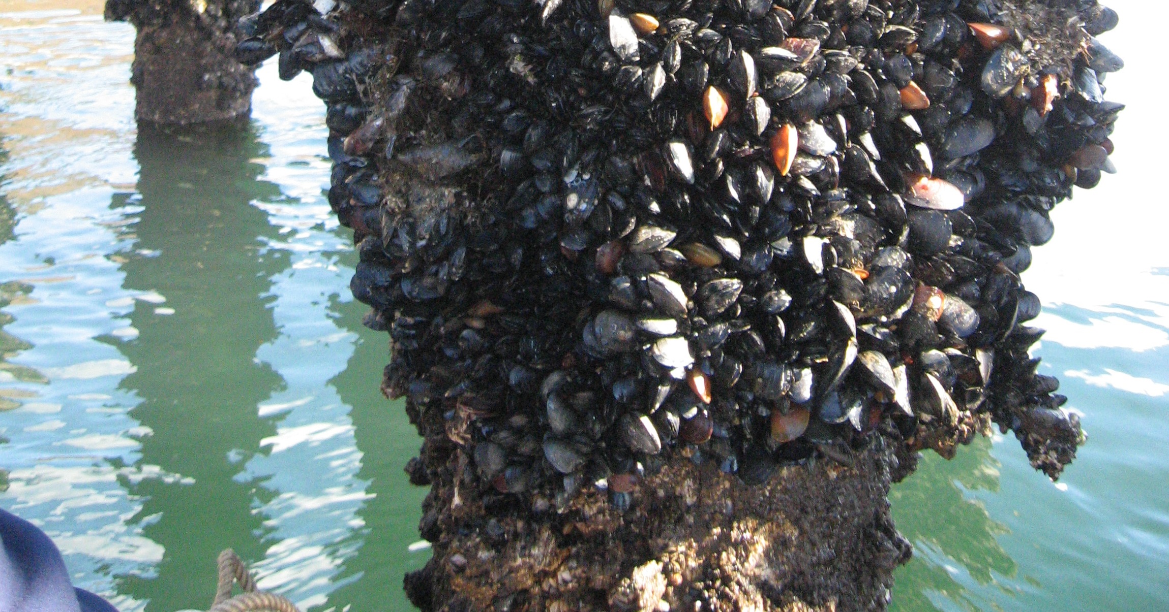 Projects | Snohomish MRC